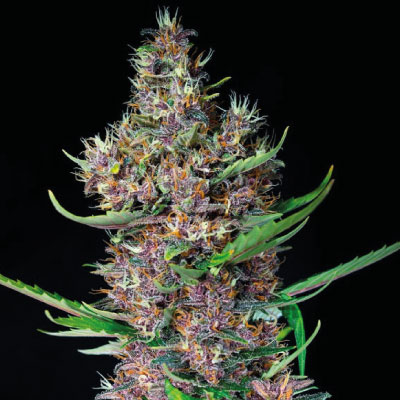 Red Poison Auto x4, Sweet Seeds - Llafkelen